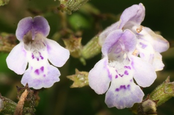 Calamints for the wildlife garden